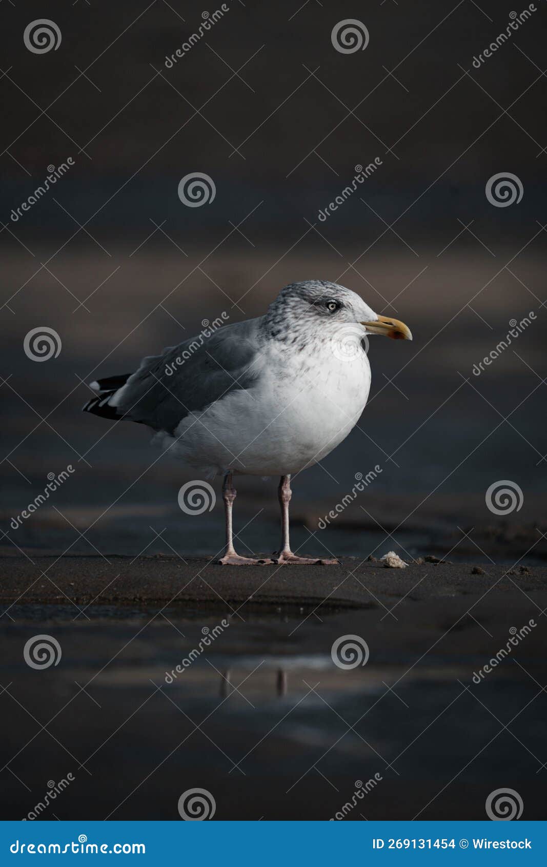 Vertical shot of a seagull stock photo. Image of animal - 269131454