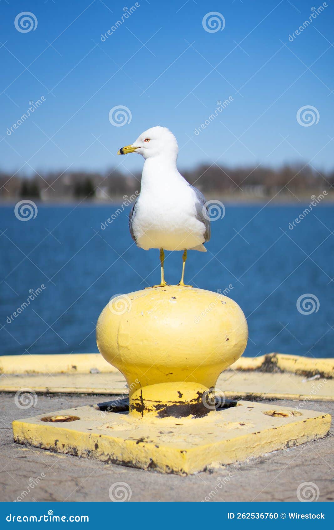 Vertical Shot of a Seagull Perched on a Pier Bollard during Daylight ...