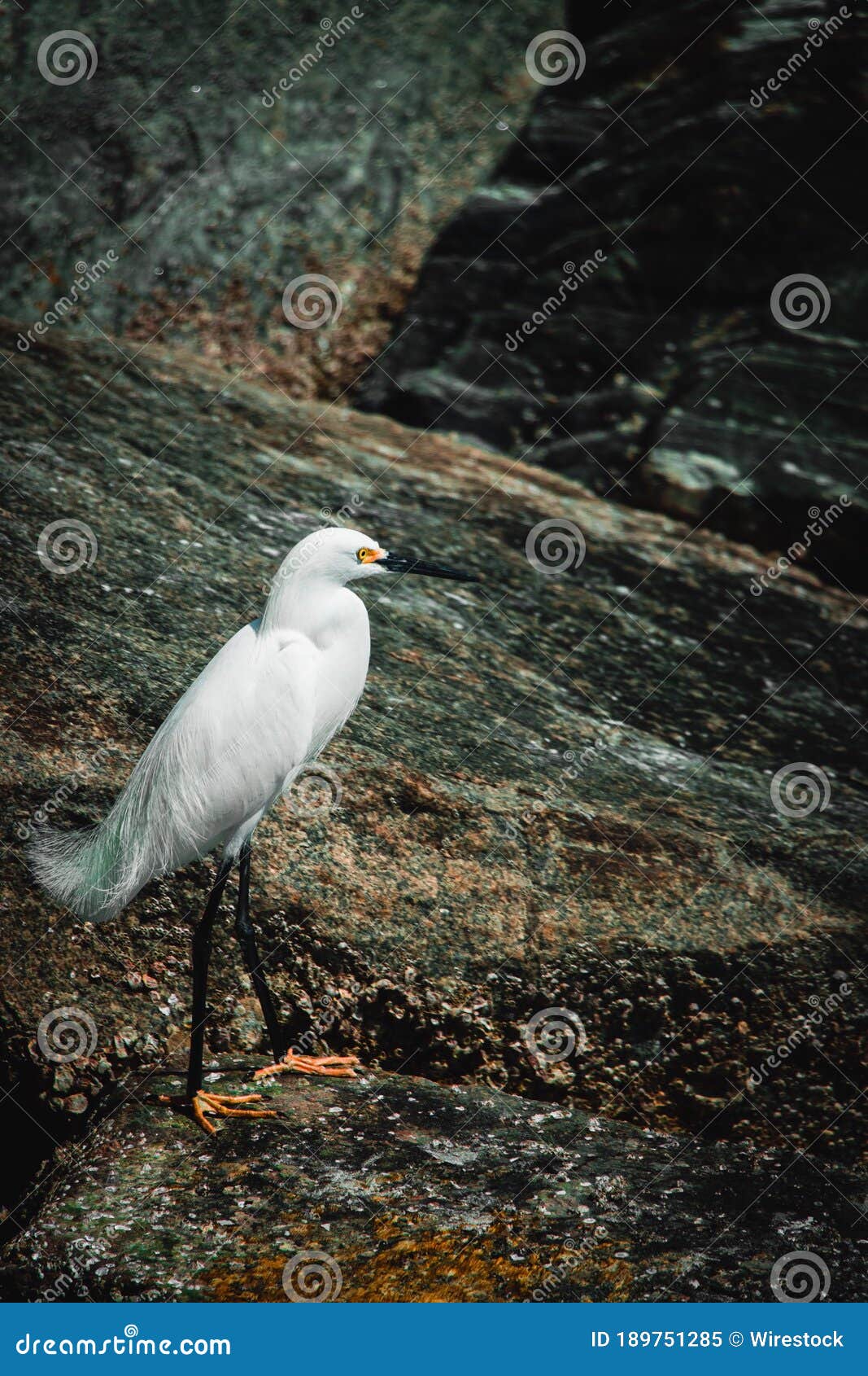 Vertical Shot of a Seagull Standing in a Rocky Landscape Stock Image ...