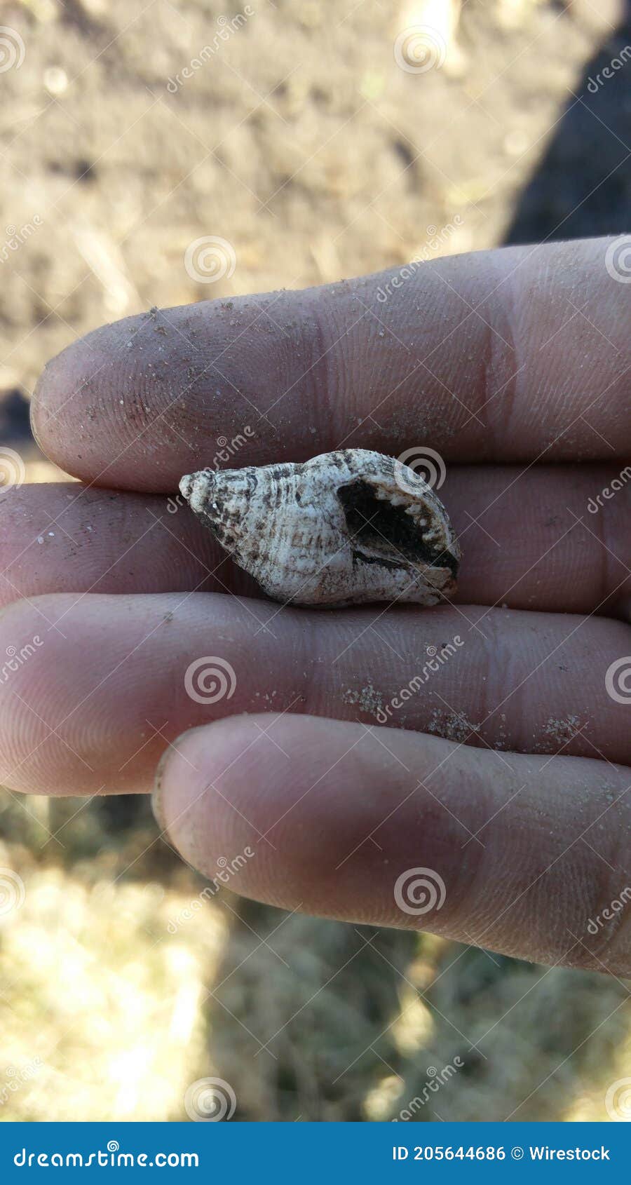 Vertical Shot of a Seashell in the Hands of a Man Stock Photo - Image ...