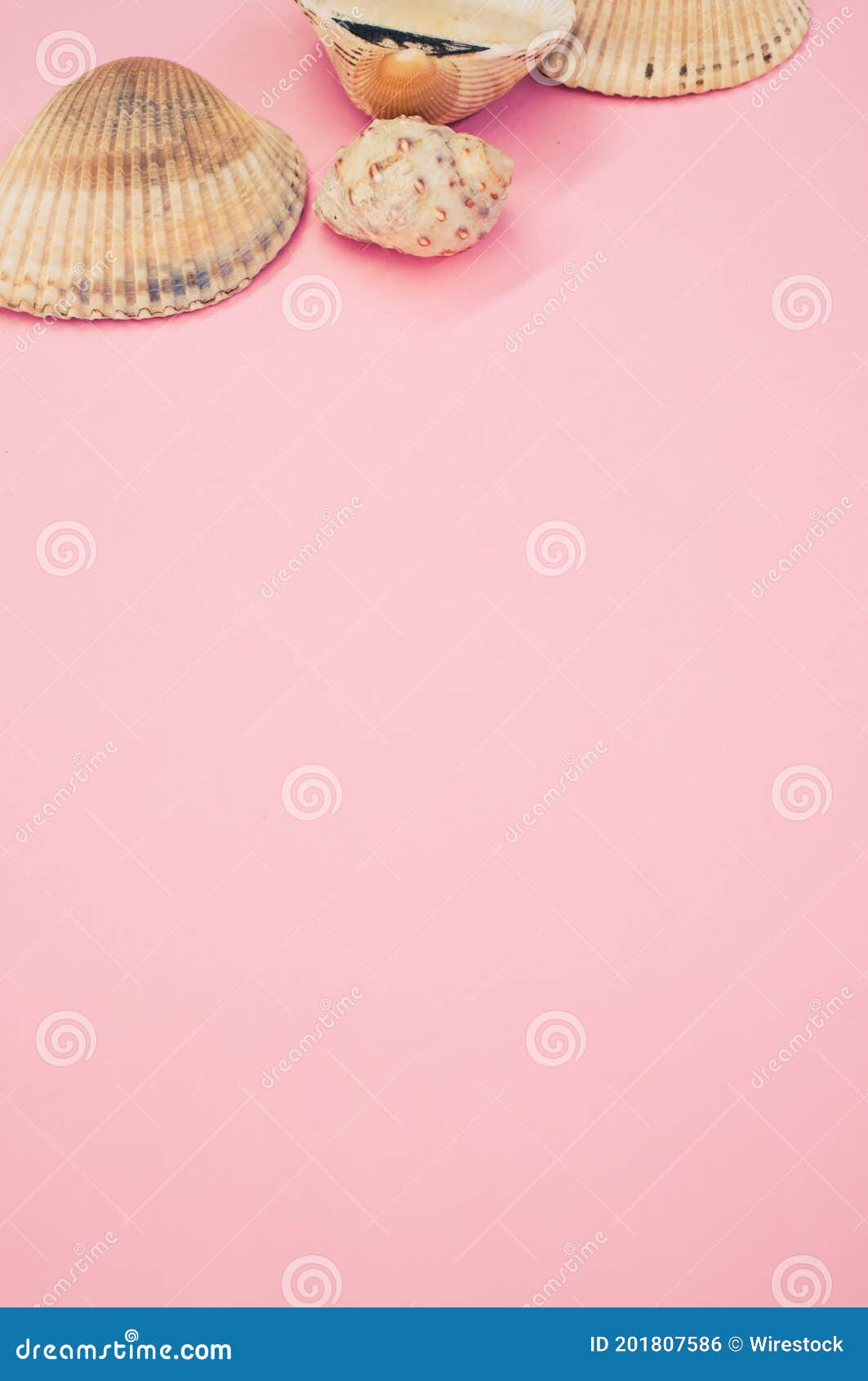 Vertical Shot of Seashells on a Pink Surface Stock Photo - Image of ...