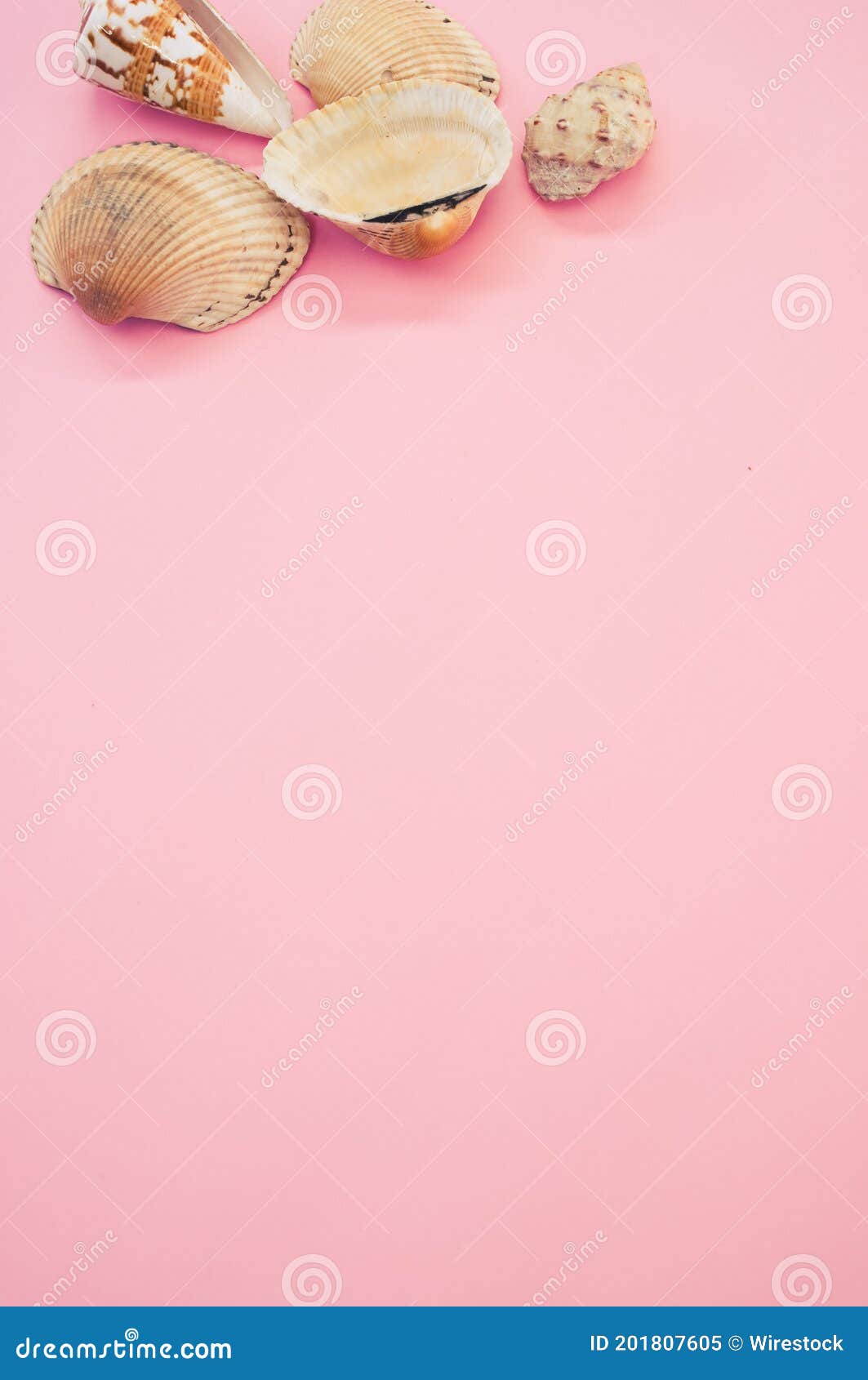 Vertical Shot of Seashells on a Pink Surface Stock Image - Image of ...
