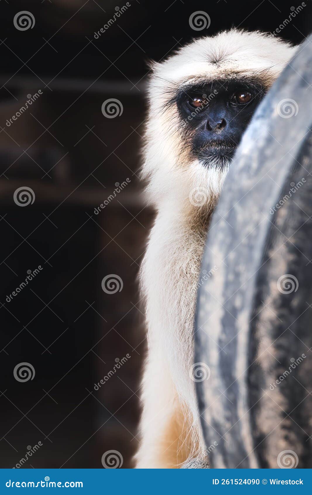 Vertical Shot of a Semnopithecus Dussumieri Monkey Peeking Behind the ...