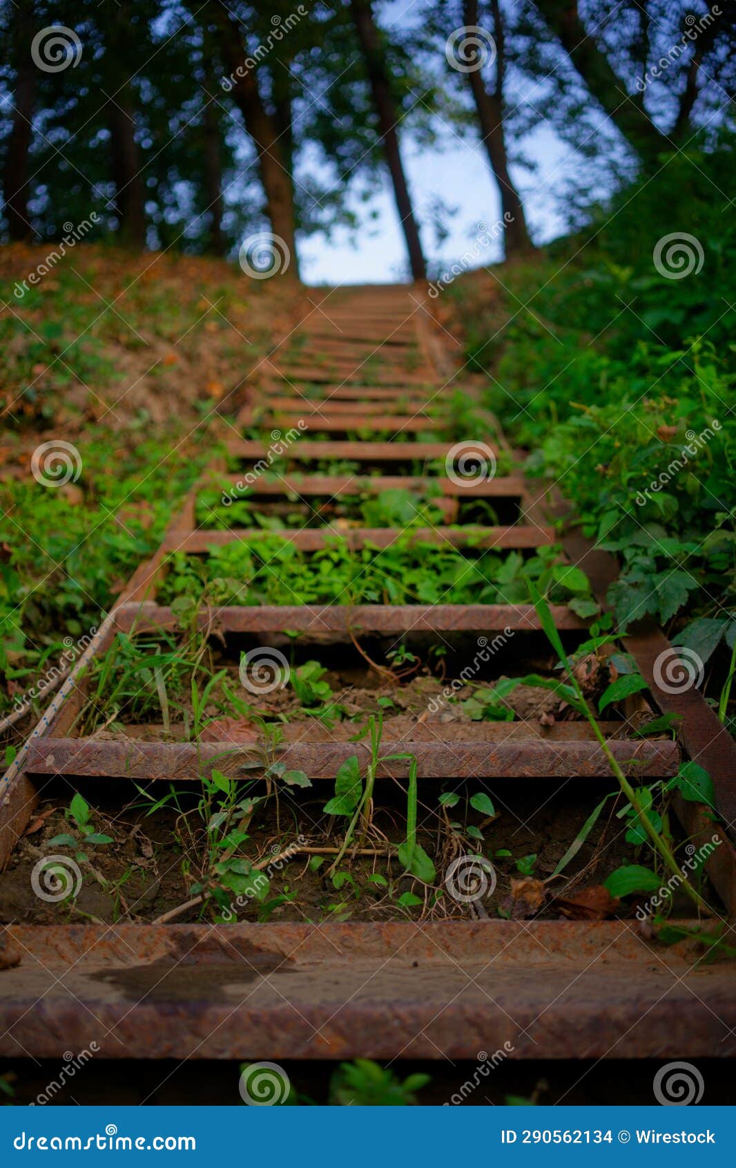 Vertical Shot of a Set of Rusty Steps with Vibrant Green Weeds Growing ...