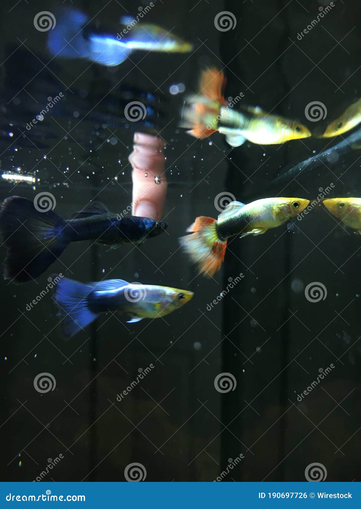 Vertical Shot of Several Colorful Fish in an Aquarium at Night Stock ...