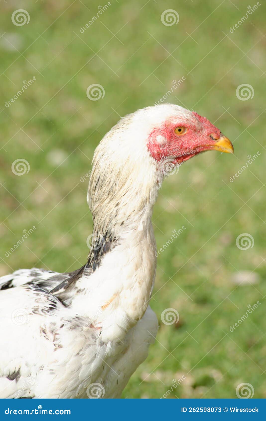 Vertical Shot of a Shamo Chicken Stock Image - Image of nature, fauna ...