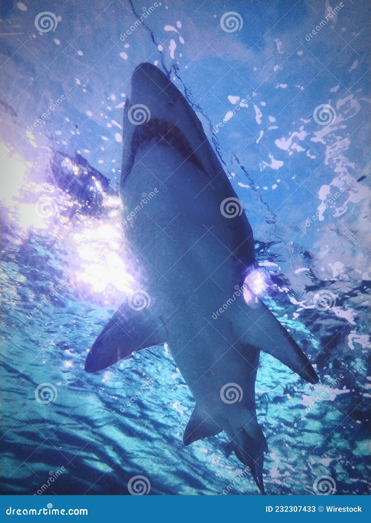 Vertical Shot of a Shark on the Sea Stock Image - Image of environment ...