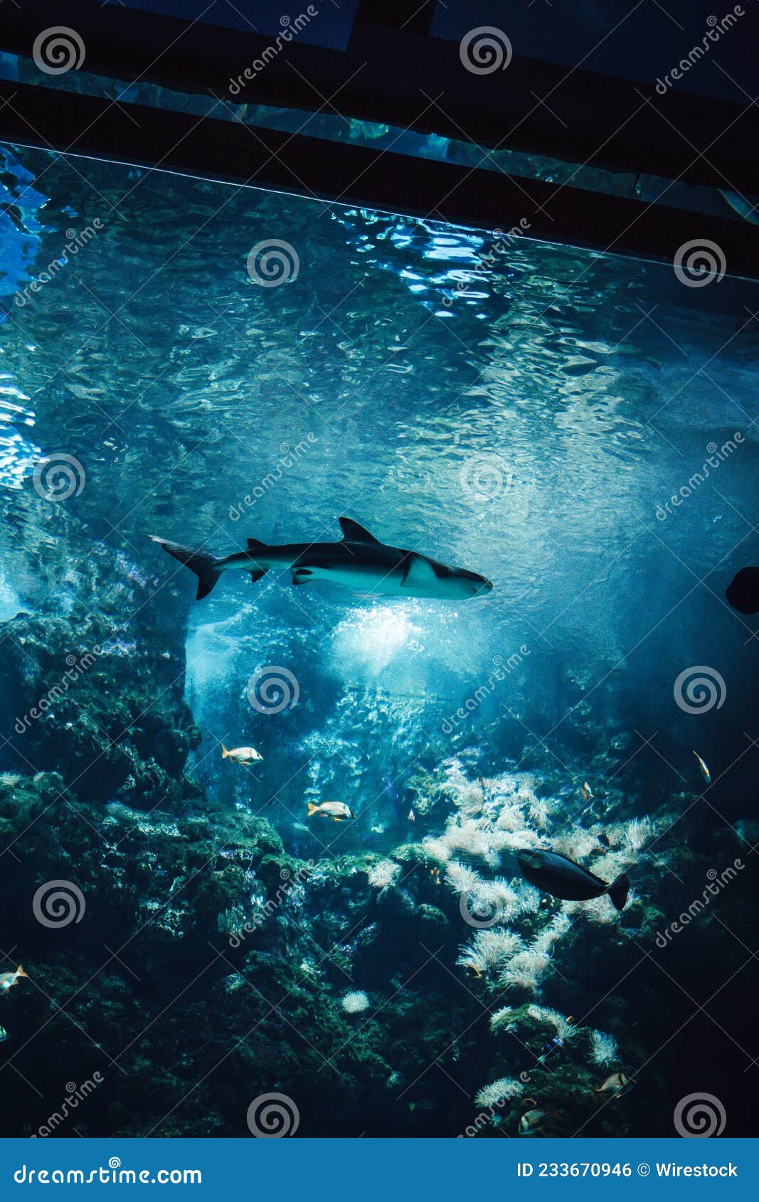 Vertical Shot of the Shark Swimming in the Oceanarium. Stock Photo ...