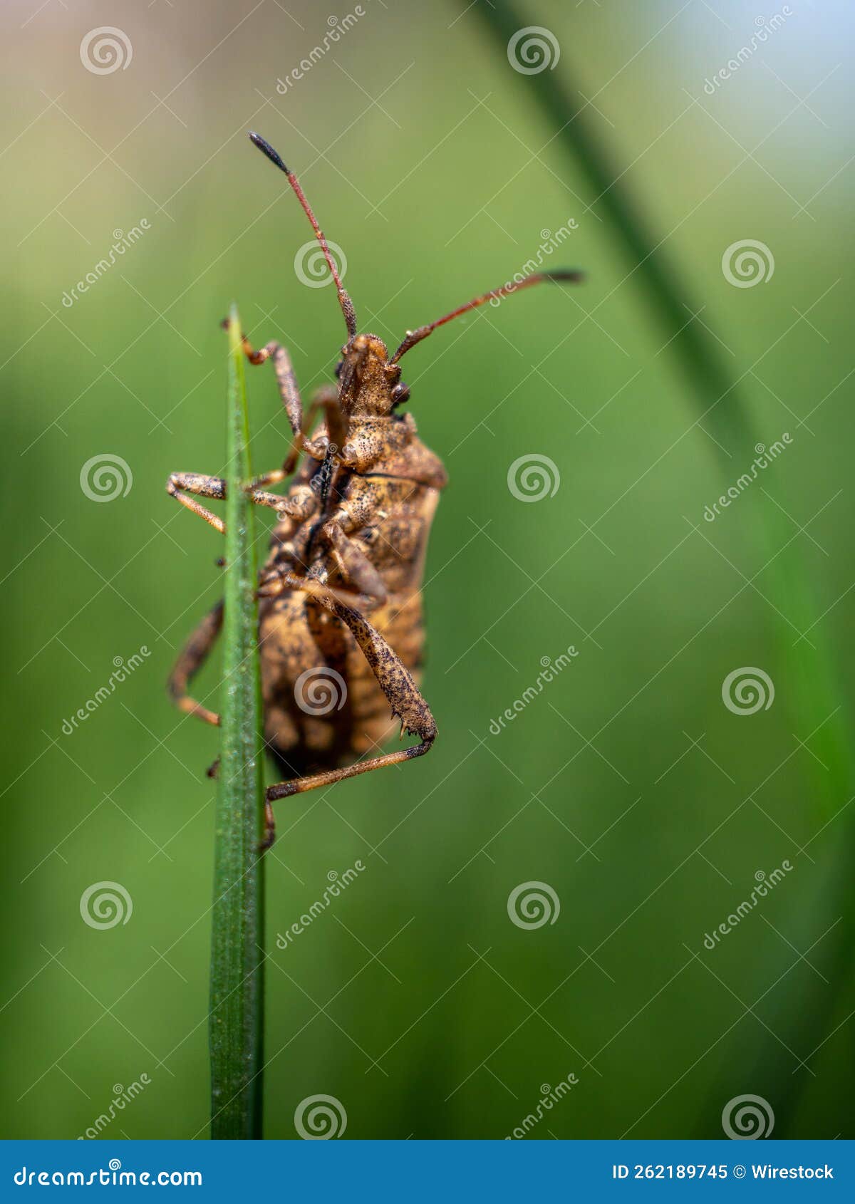 Vertical Shot of a Shield Bug on the Edge of a Green Leaf Stock Image ...