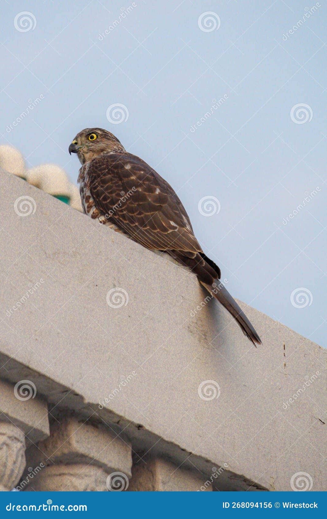 Vertical Shot of the Shikra Perched on the White Wall Stock Photo ...