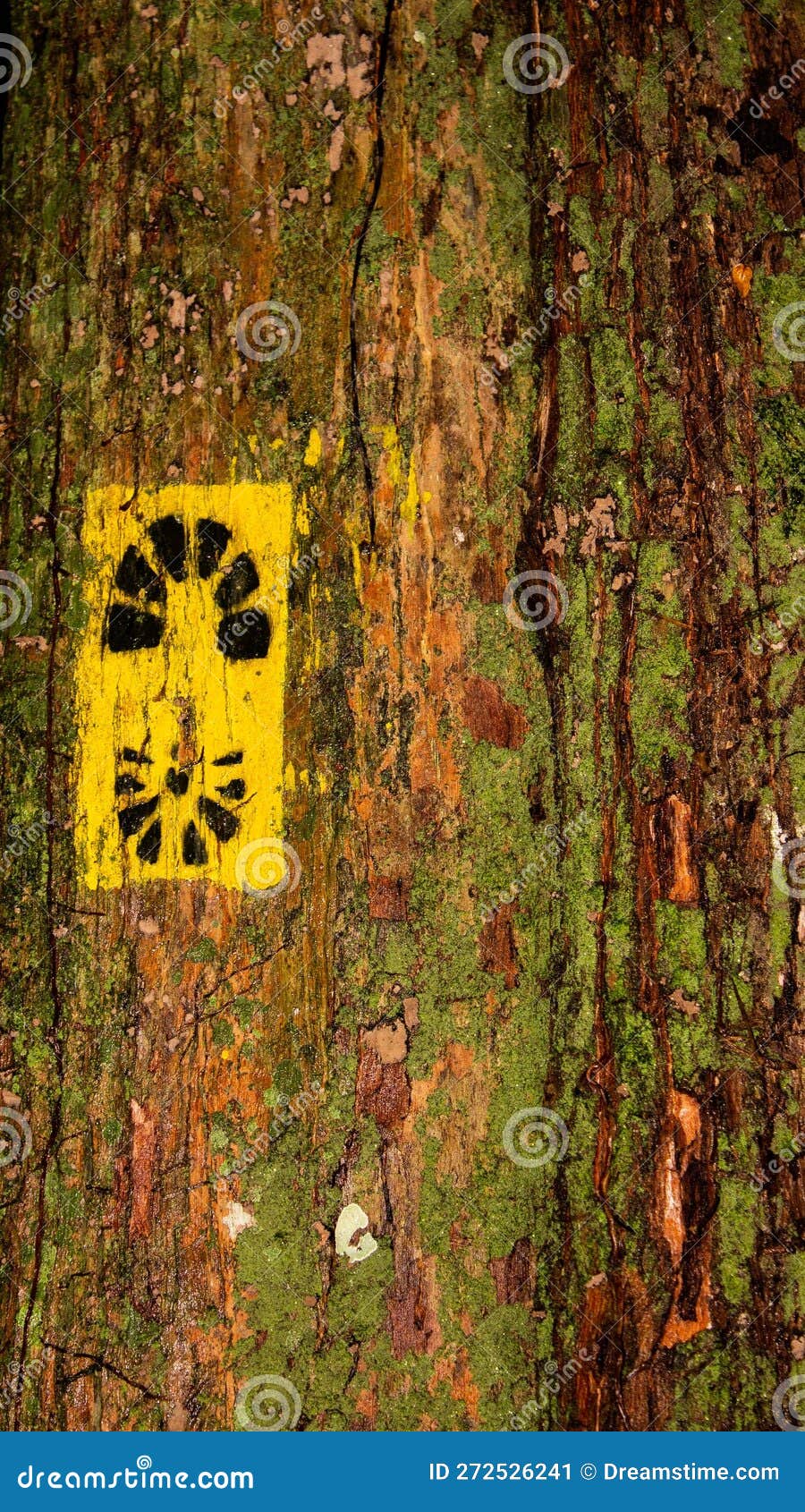 Vertical Shot of Shoe Print on Wood Mossy Texture Stock Image - Image ...