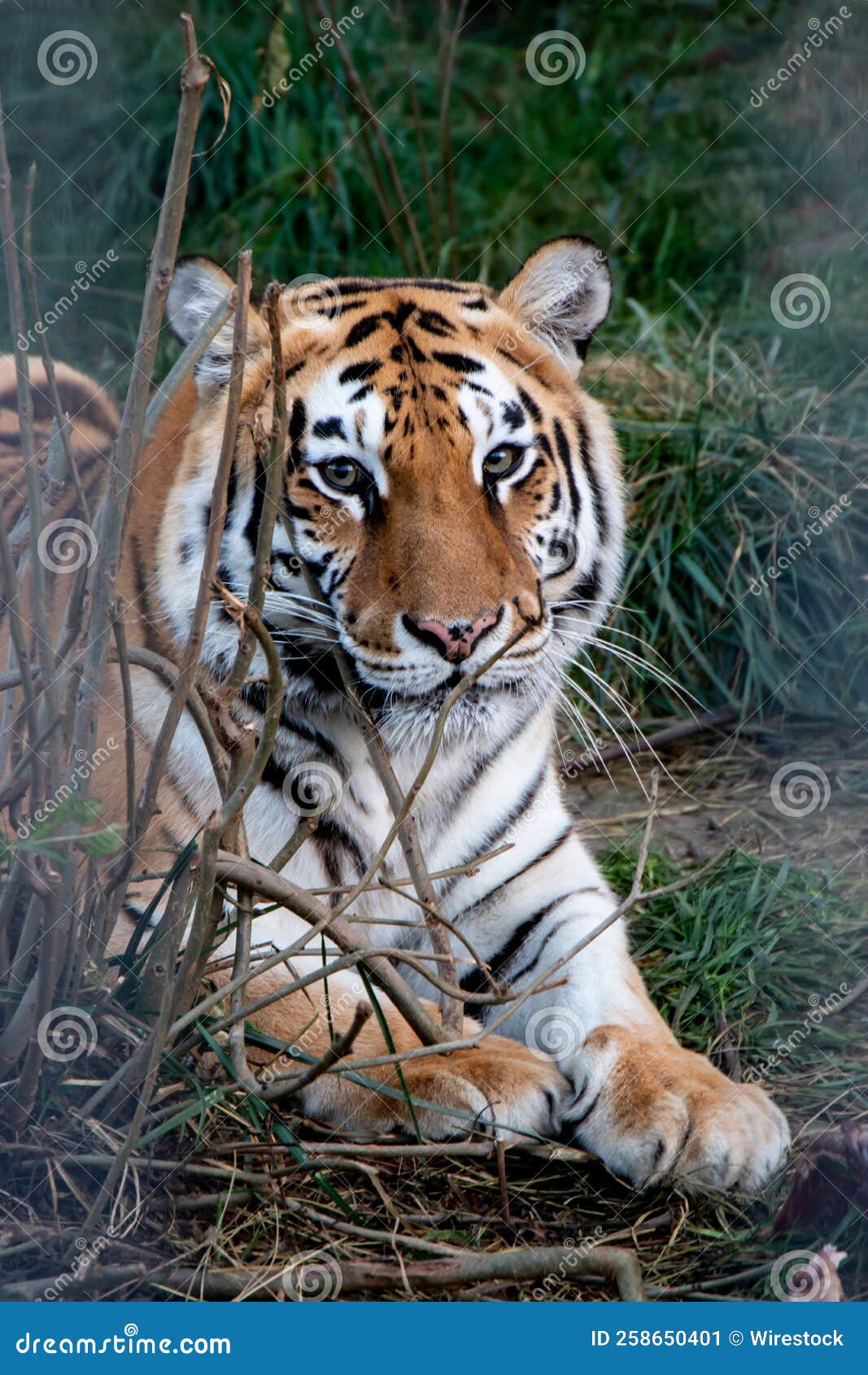 Vertical Shot of Siberian Tiger in the Forest Stock Image - Image of ...