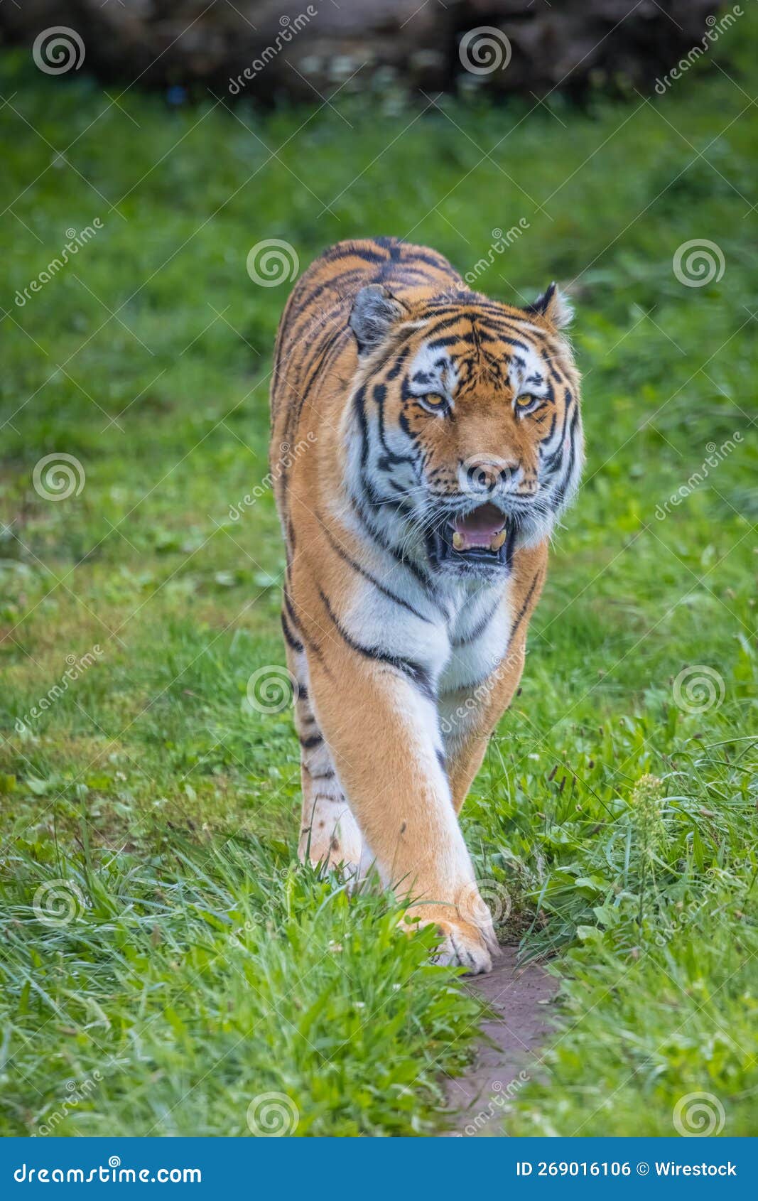Vertical Shot of a Siberian Tiger Wandering in Forest Stock Photo ...