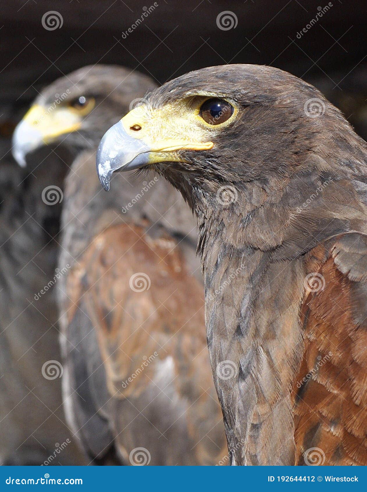 Vertical Shot of the Side Profile of Two Hawks Looking Away Stock Photo ...