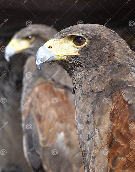 Vertical Shot of the Side Profile of Two Hawks Looking Away Stock Photo ...
