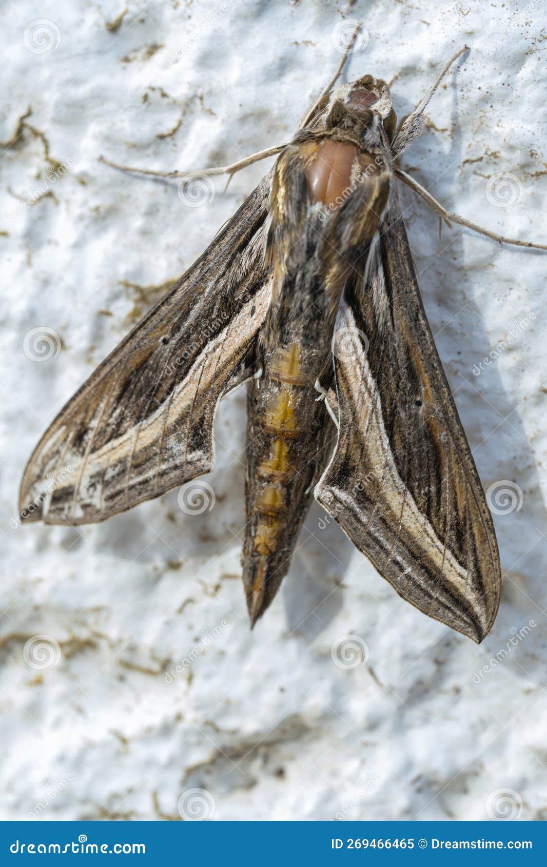 Vertical Shot of a Silver-striped Vine Hawk-moth Standing on a White ...
