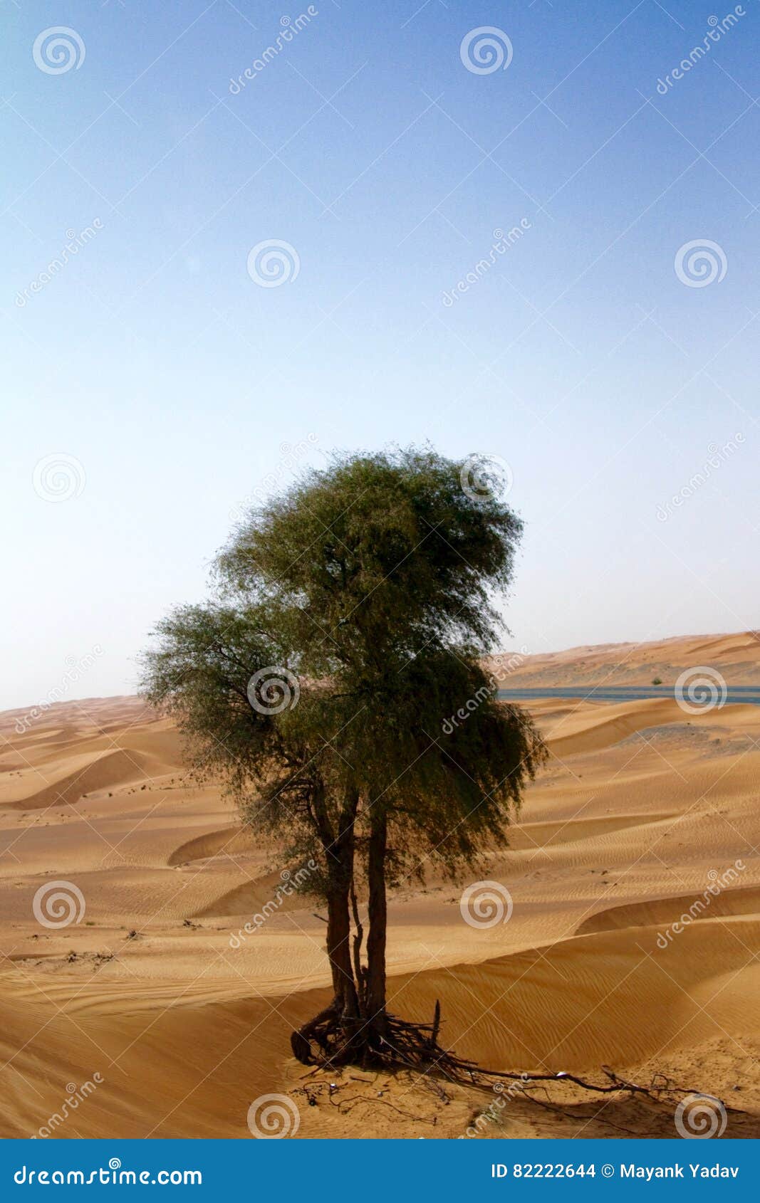 Vertical Shot of a Single Green Tree in a Desert in Dubai, UAE Stock ...