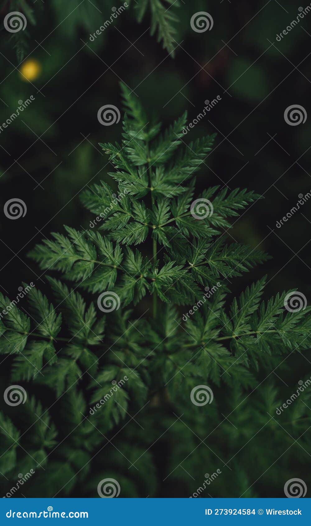 Vertical Shot of a Single Poison Hemlock Leaf Illuminated in a Dim ...