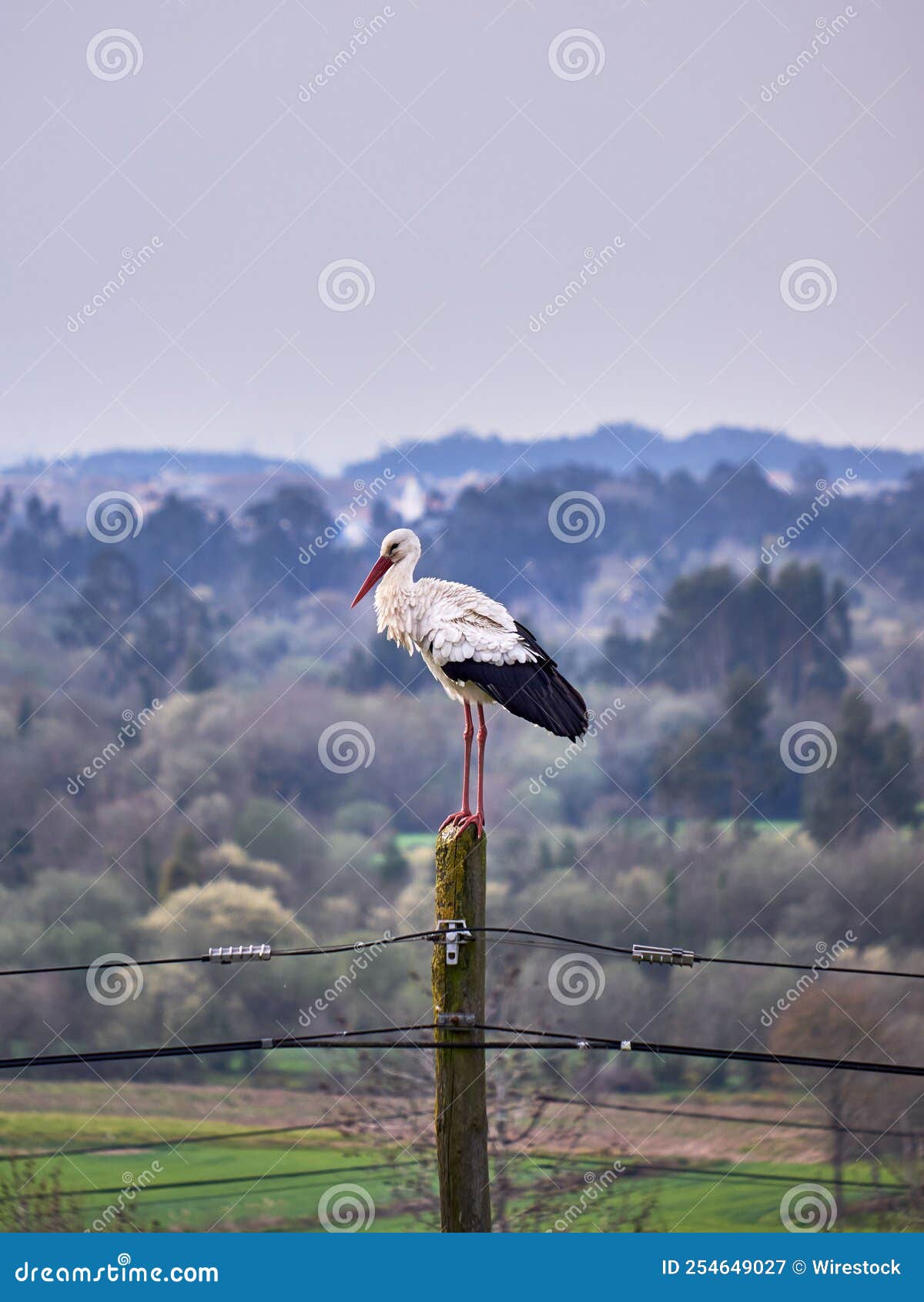 Vertical Shot of a Single Stork Standing on an Electric Pole with a ...