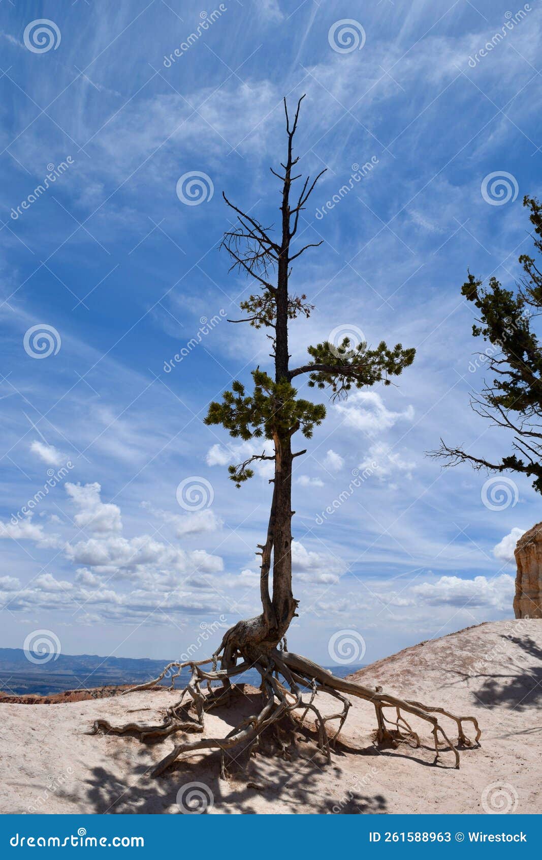 Vertical Shot of a Single Tall Leafless Tree with a Cloudy Sky in the ...