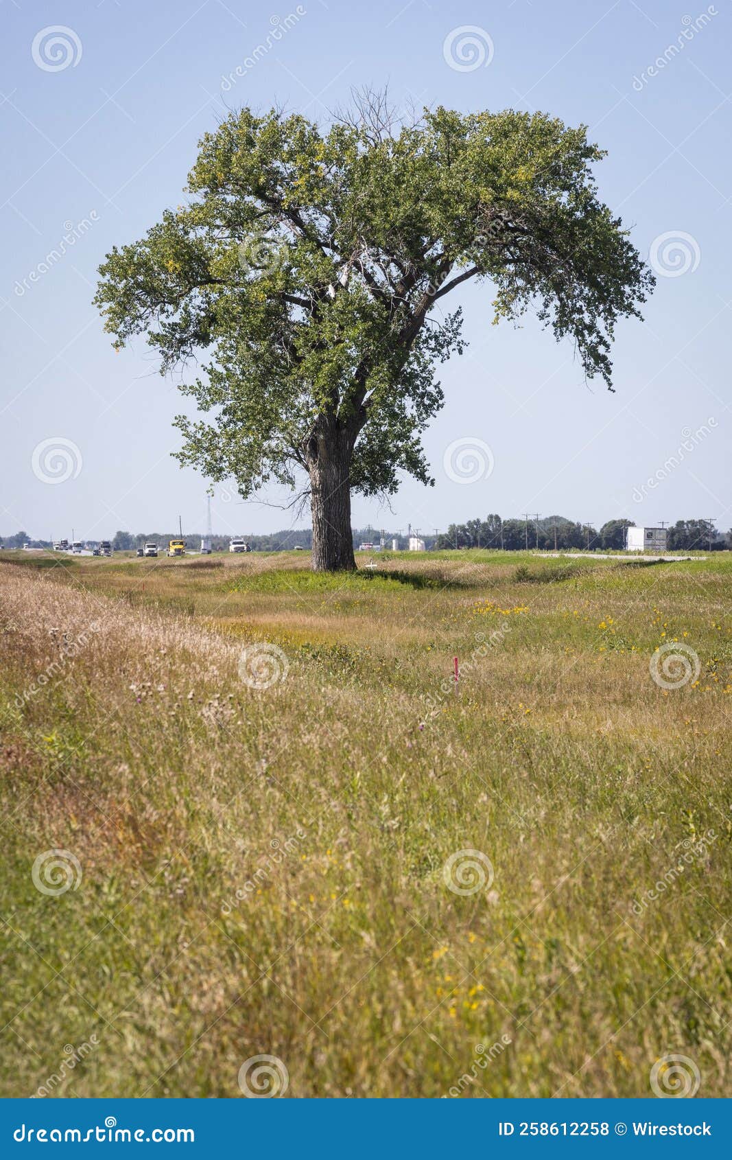 Vertical Shot of a Single Tree on a Field Stock Photo - Image of tree ...