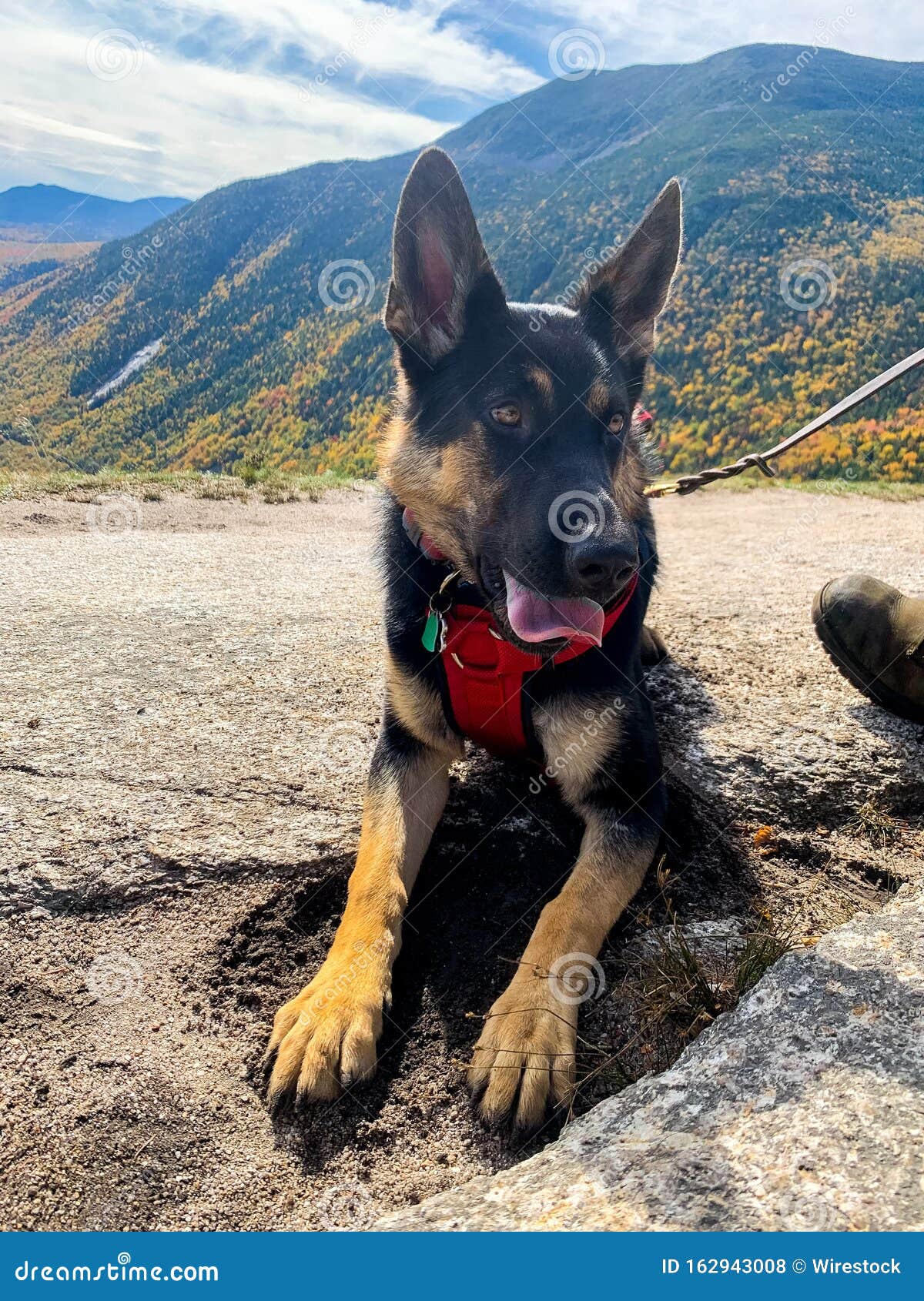 Vertical Shot of a Sitting Beautiful Black German Shepherd with ...