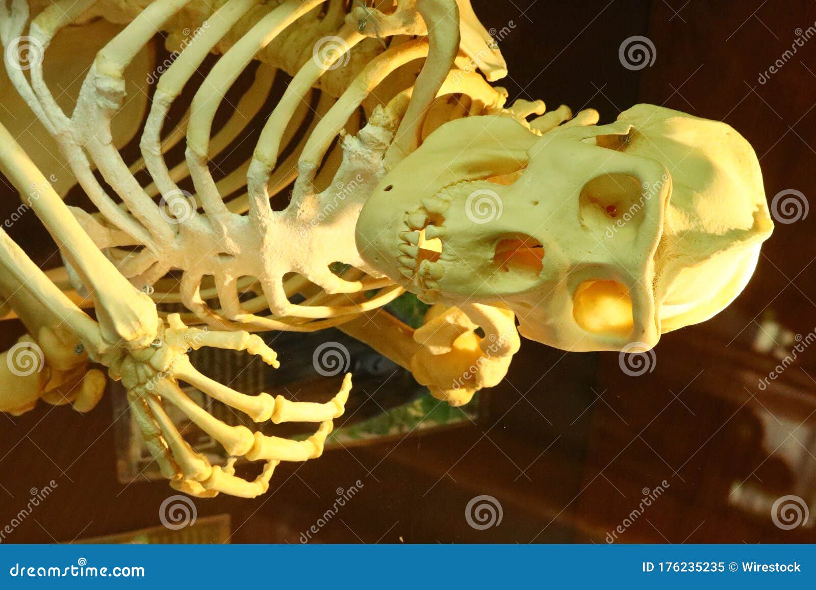 Vertical Shot of the Skeleton of a Monkey Stock Image - Image of black ...