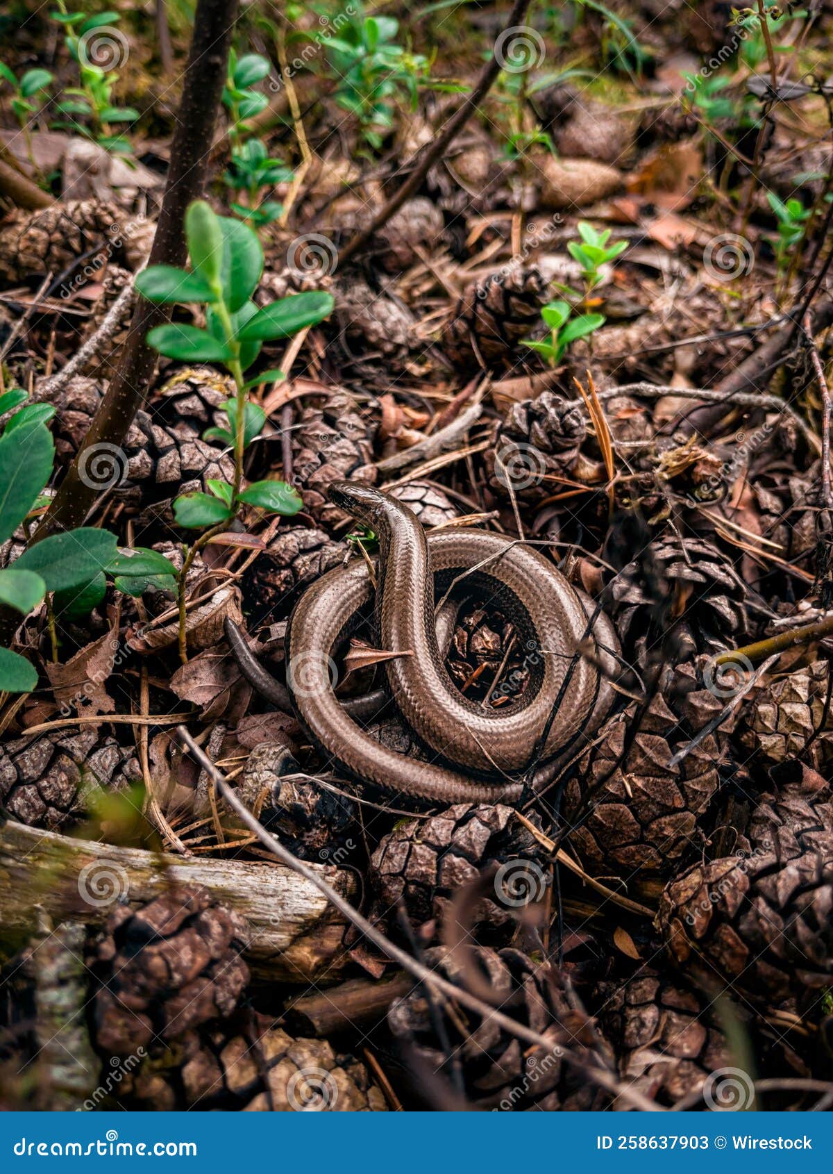 Vertical Shot Of A Slow Worm On The Fallen Pine Tree Cones Stock Image Image Of Outdoors