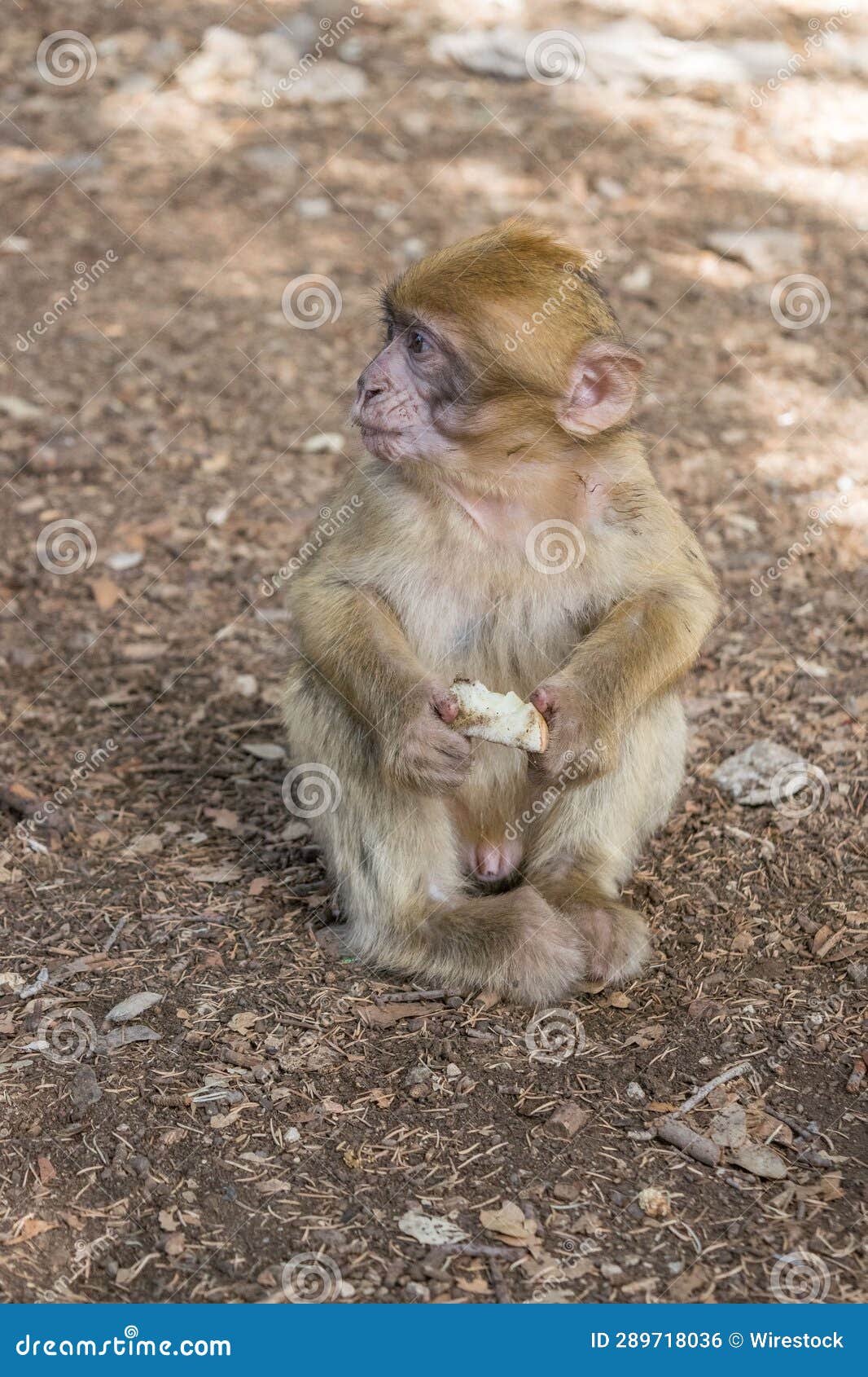 Vertical Shot of a Small Barbary Macaque Monkey with Food in Its Paws ...