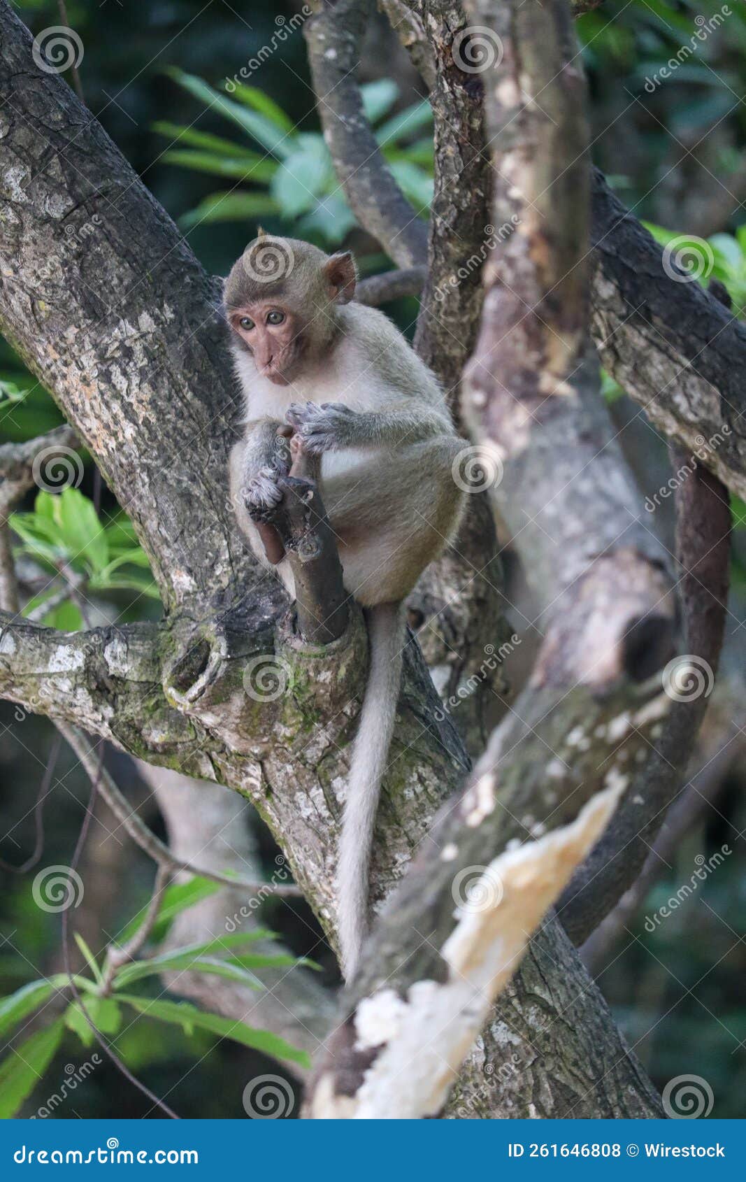 Monkey High In Tree Royalty-Free Stock Photo | CartoonDealer.com #127490325