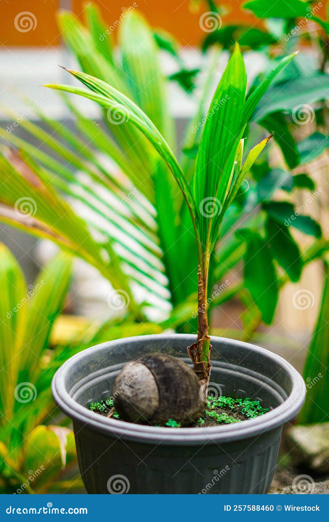 Vertical Shot of a Small Coconut Tree Growing in a Pot Stock Photo ...