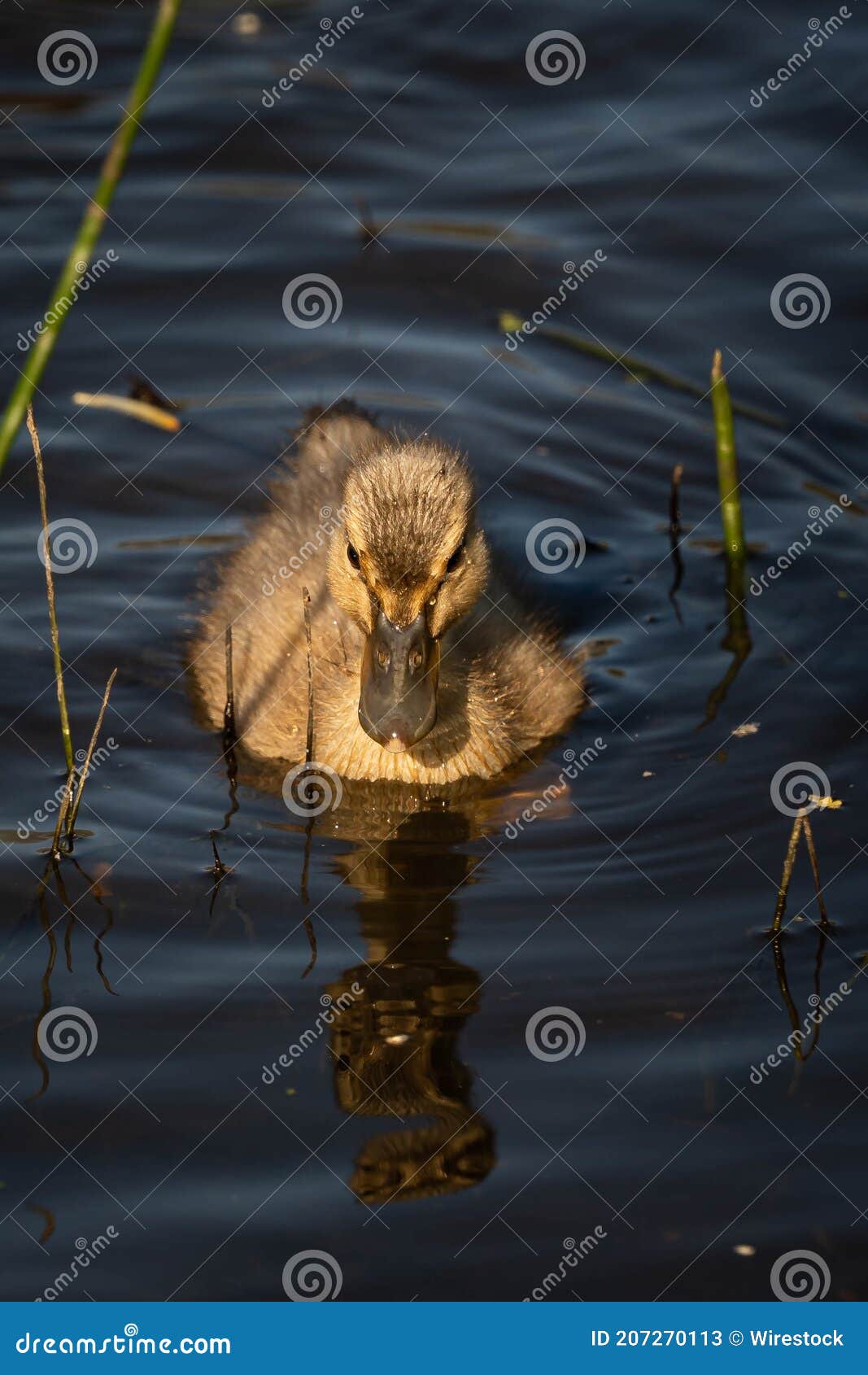 Vertical Shot of a Small Duck Looking at His Own Reflection in the Lake ...