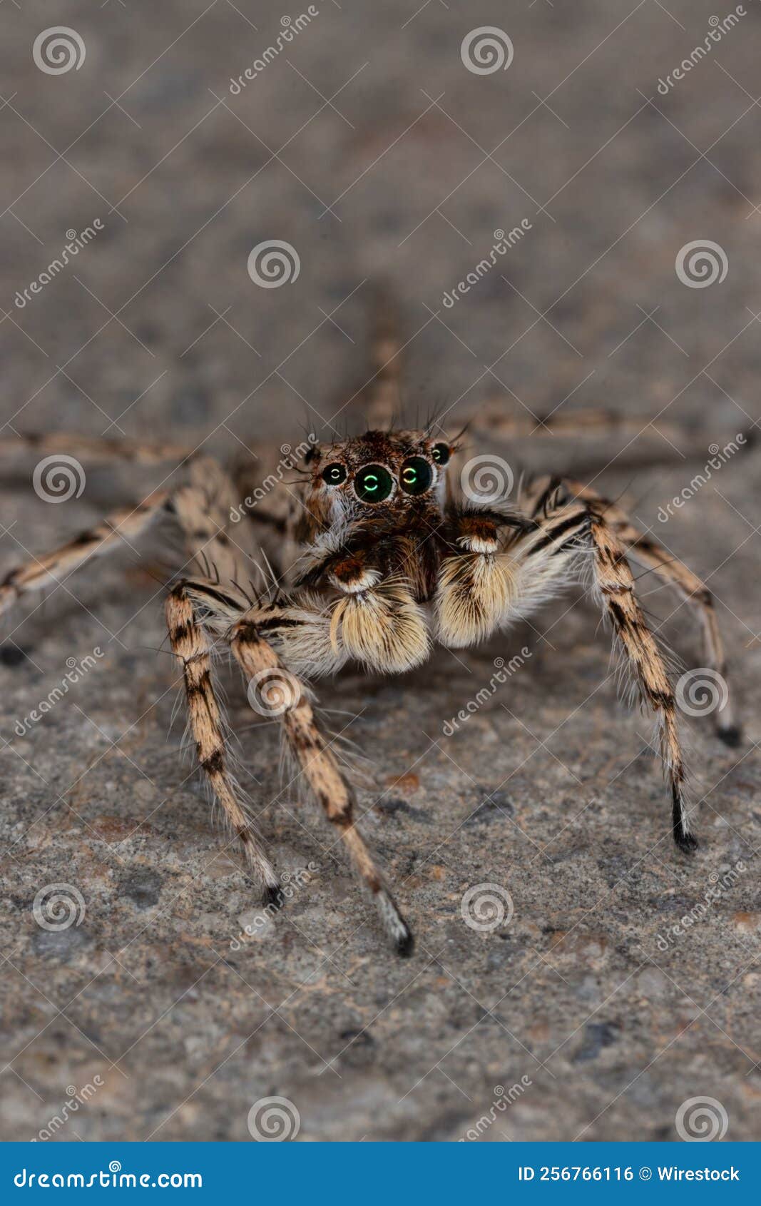 Vertical Shot of a Small Hairy Jumping Spider with Long Legs on the ...