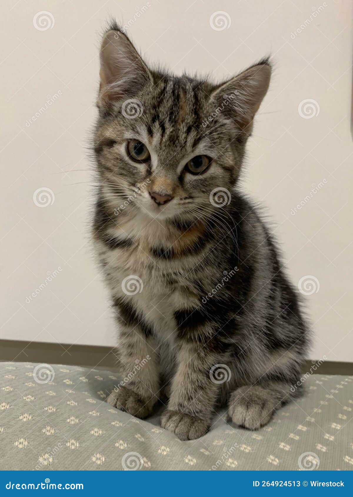 Vertical Shot of a Small Kitten Sitting and Looking at the Camera with ...