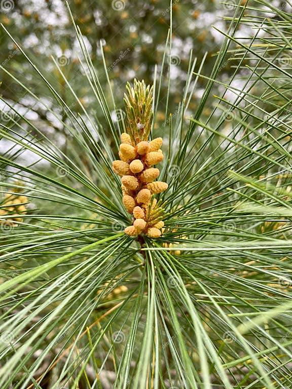 Vertical Shot of Small Pine Cones on a Tree Stock Photo - Image of pine ...