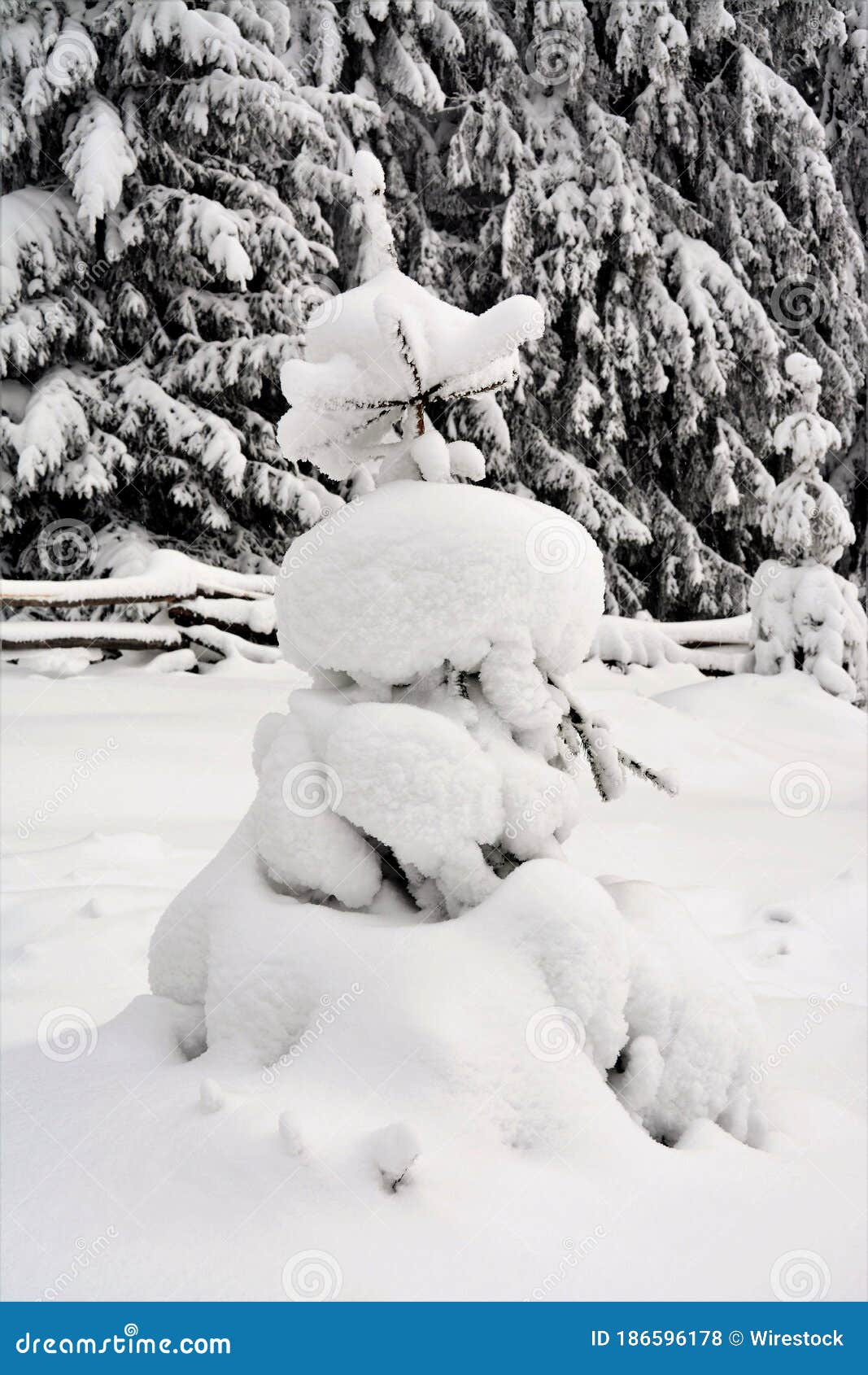 Vertical Shot of a Small Pine Tree Completely Covered with Snow with ...