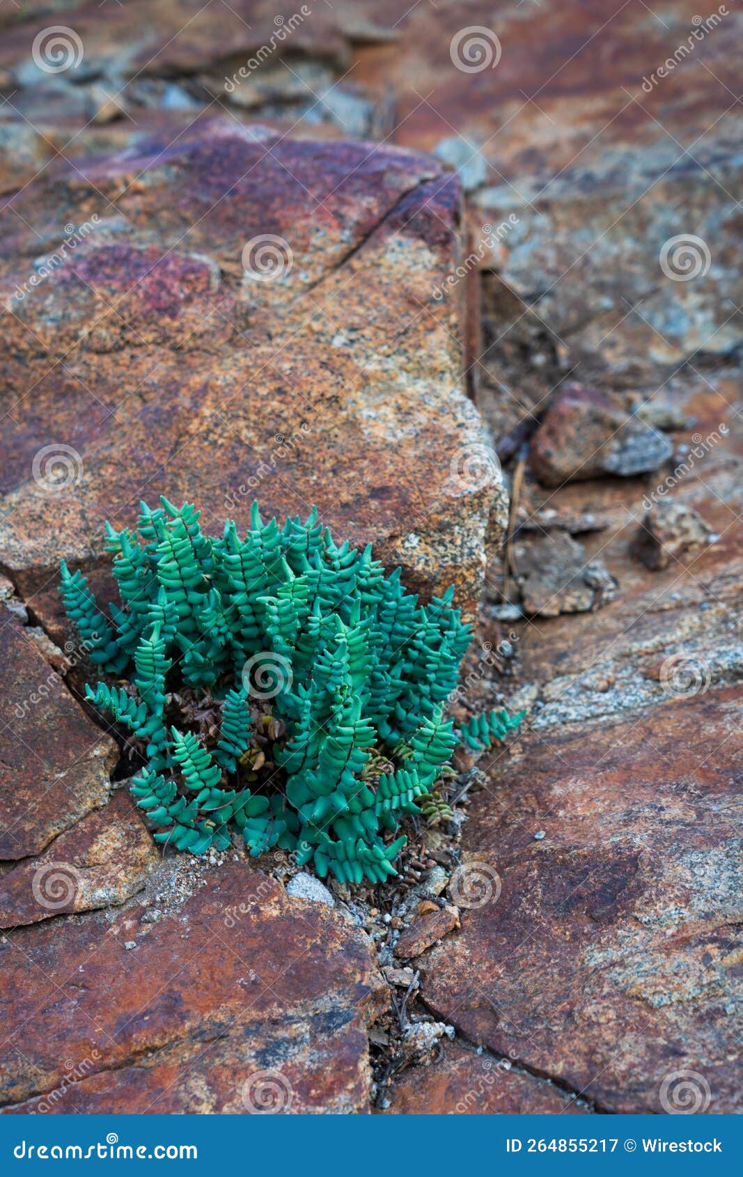 Vertical Shot of a Small Plant Growing Out of Solid Rock Stock Image ...