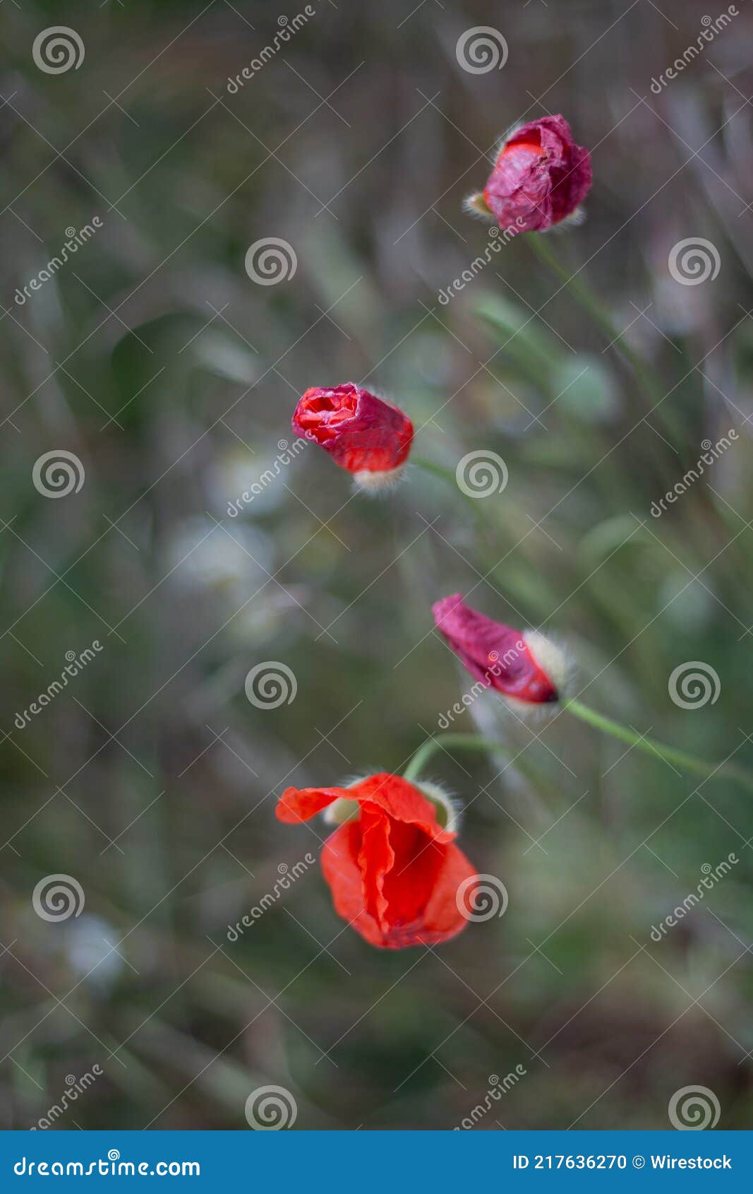 Vertical Shot of Small Poppies on a Field Stock Photo - Image of ...