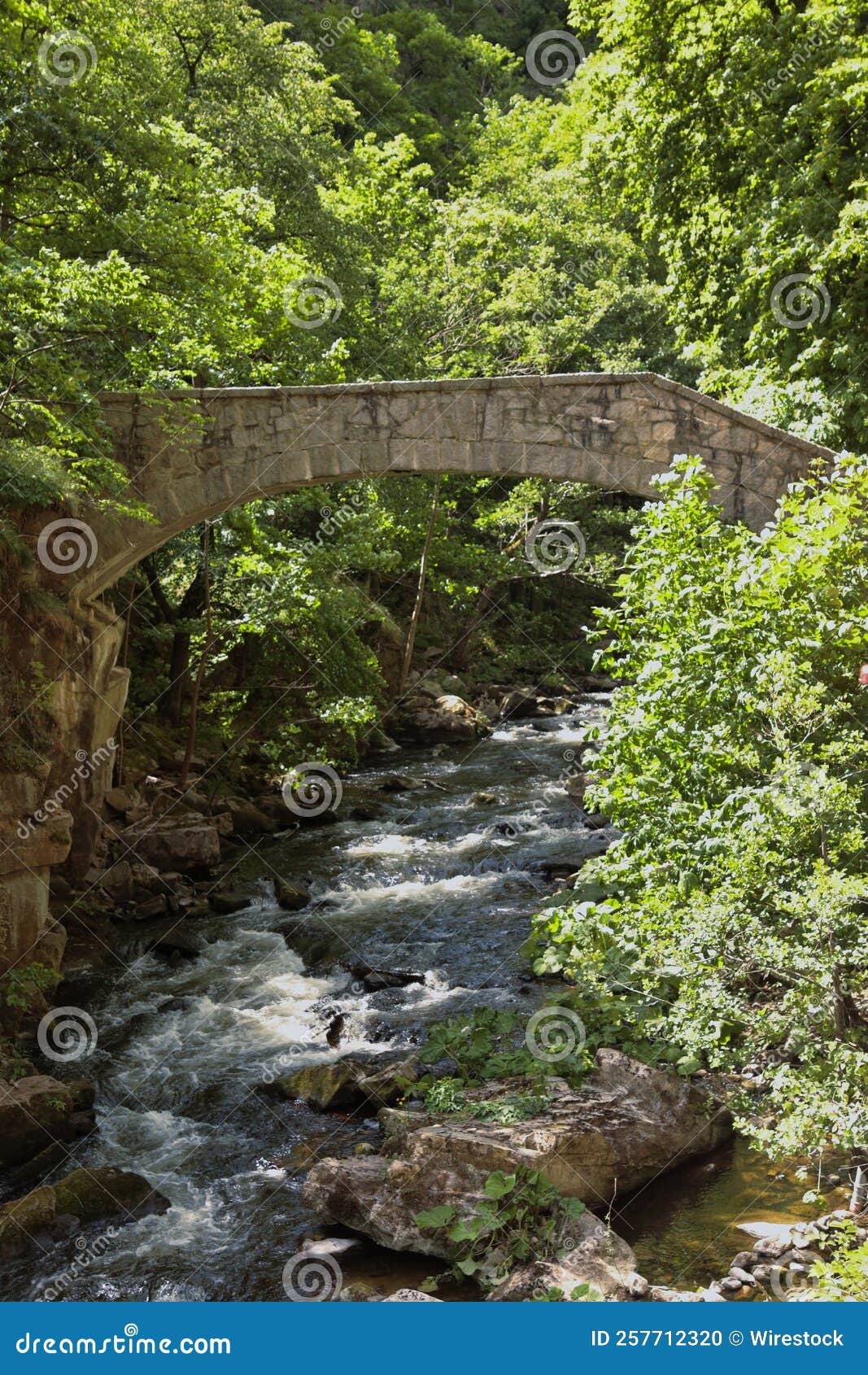 Vertical Shot of a Small Stone Bridge Over the River in the Forest ...