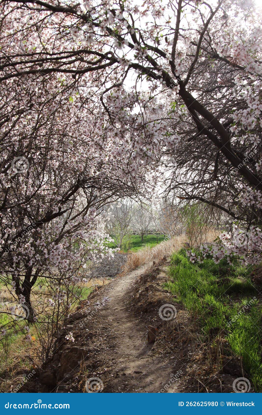 Vertical Shot of a Small Trail Under the Blooming Spring Trees Stock ...