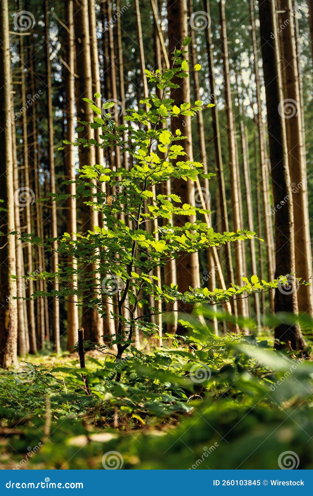 Vertical Shot of a Small Tree in the Forest in Allgaeu, Germany Stock ...