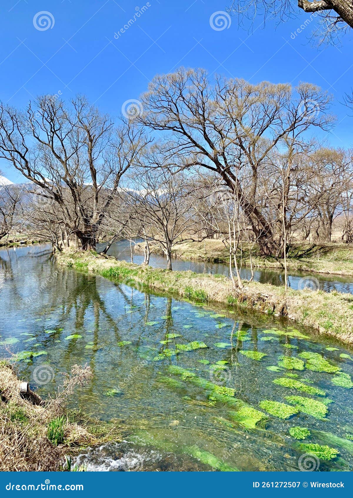 Vertical Shot of a Small Water Stream Surrounded by Trees with the Blue ...