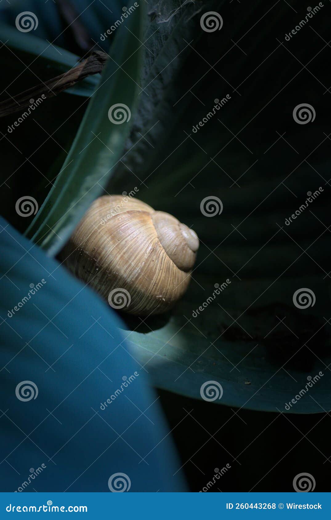 Vertical Shot of a Snail Shell on a Table Stock Photo - Image of ...