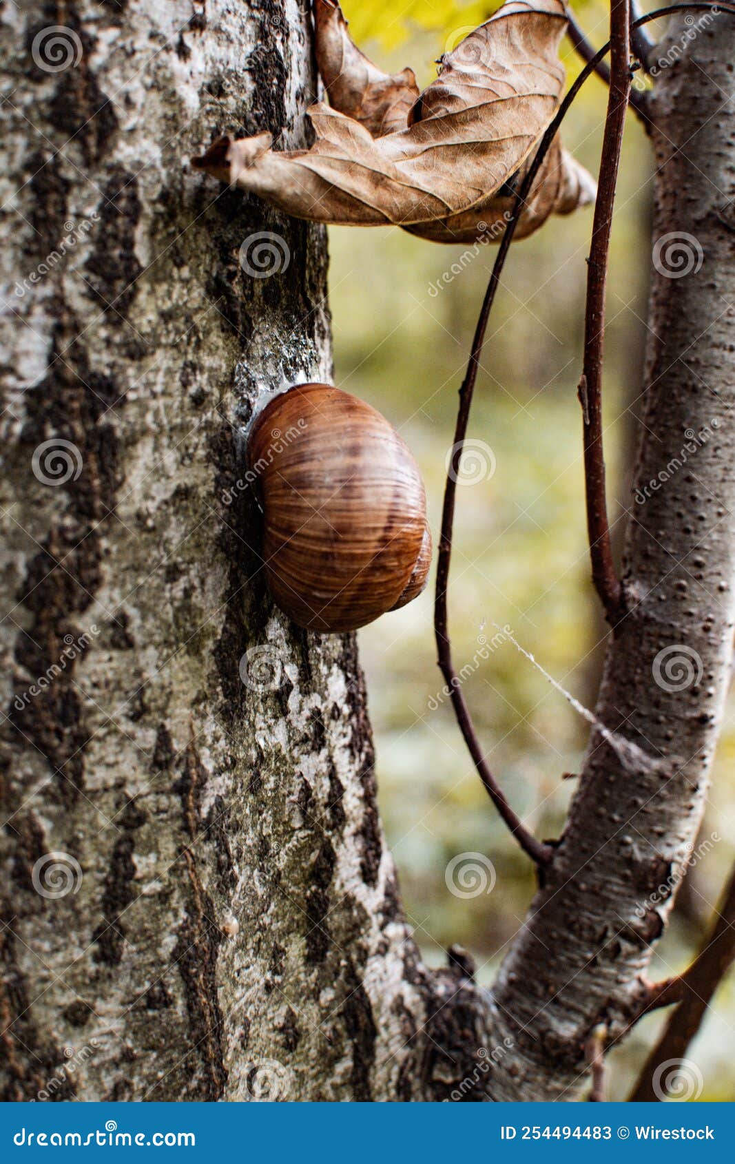 Vertical Shot of a Snail Shell on a Tree Trunk Stock Image - Image of ...