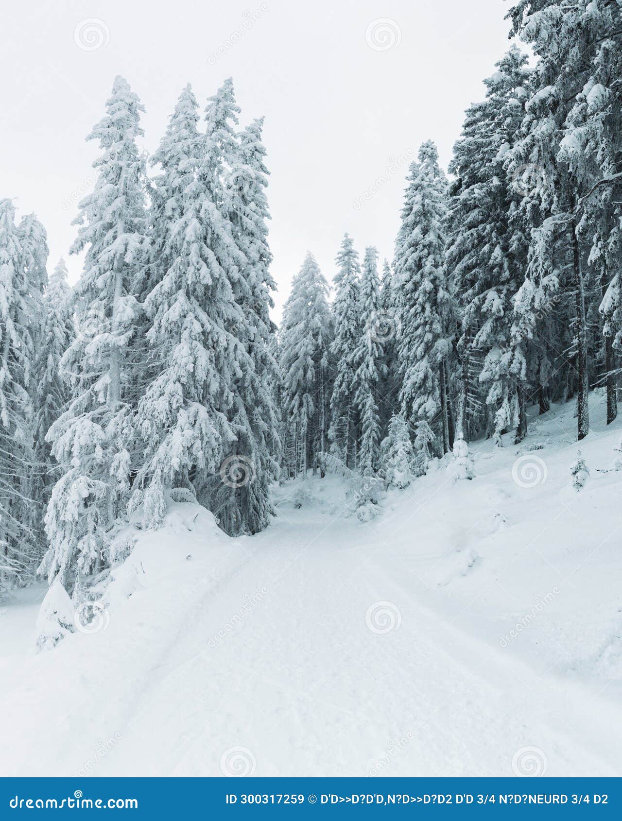 A Vertical Shot of the Snow Covered Pine Trees on a Hill Completely ...