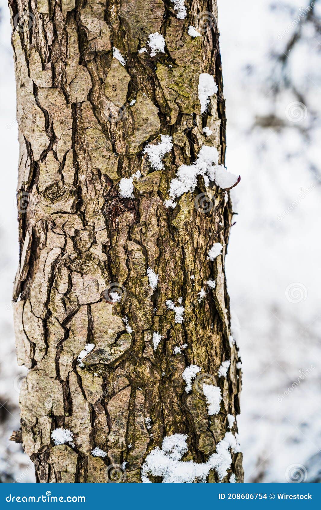 Vertical Shot of a Snow-covered Tree Bark Stock Photo - Image of ...
