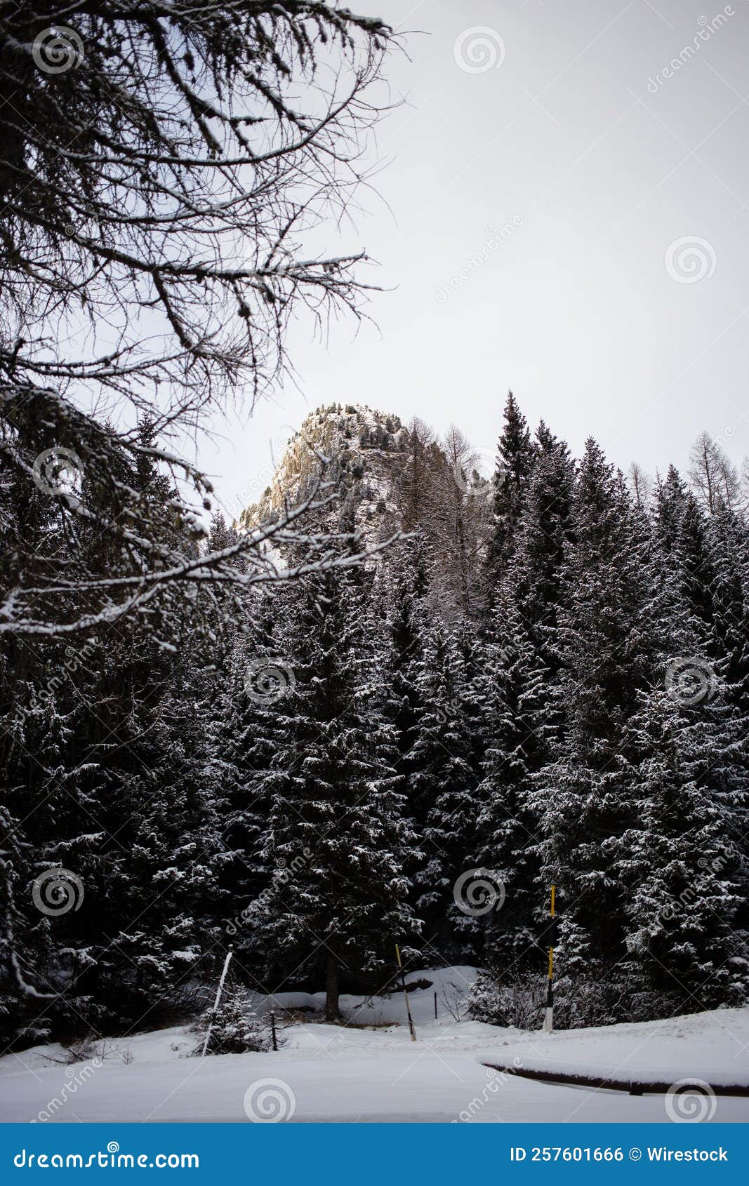 Vertical Shot of Snow-covered Trees in the Forest Stock Photo - Image ...