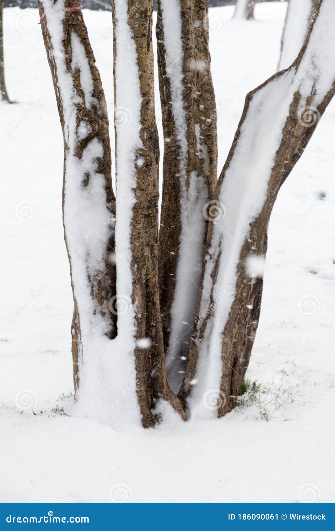 Vertical Shot of Snow-covered Trunks of Trees Captured on a Cold, Snowy ...