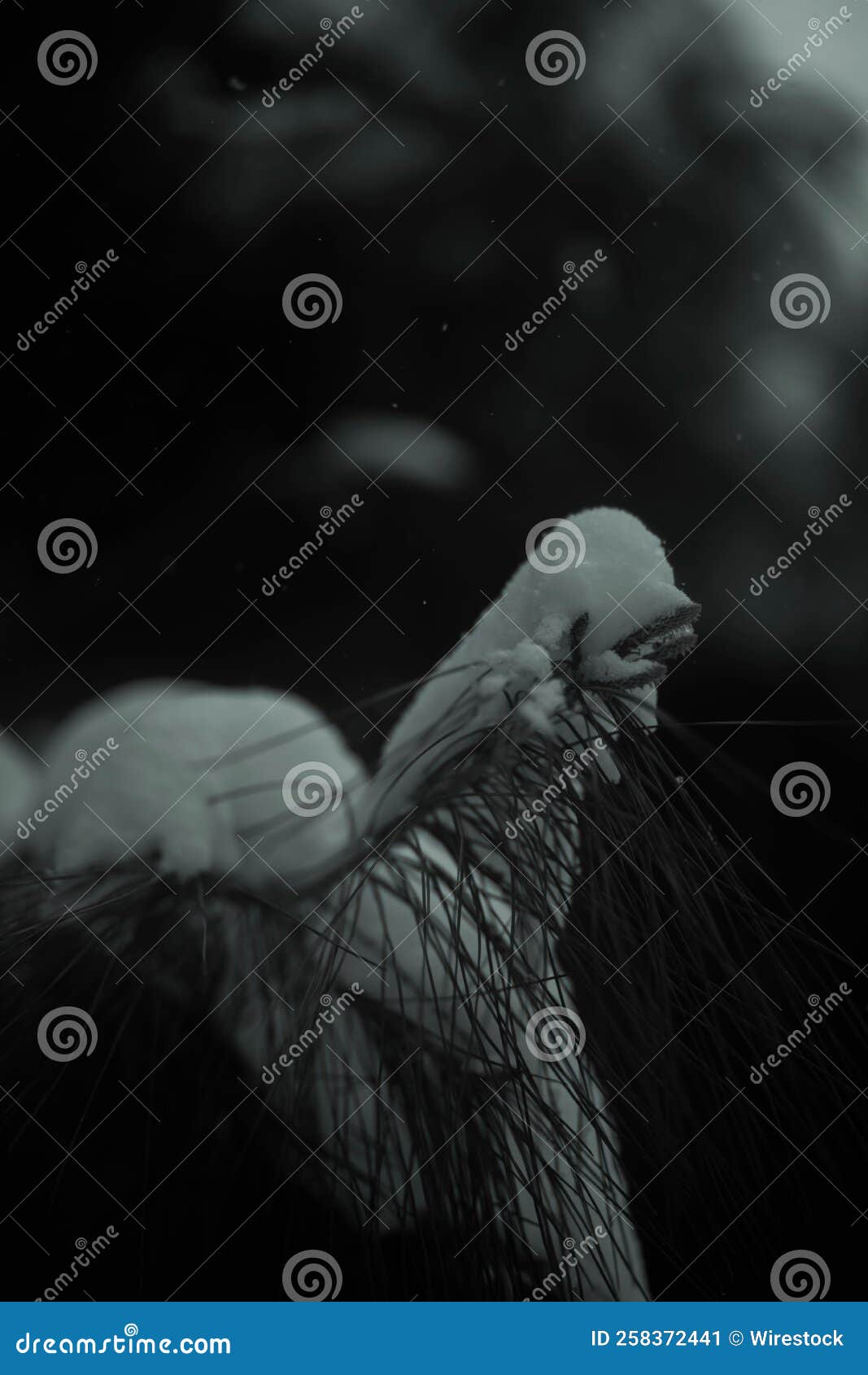 Vertical Shot of Snow on a Tree Branch in a Forest in Grayscale Stock ...