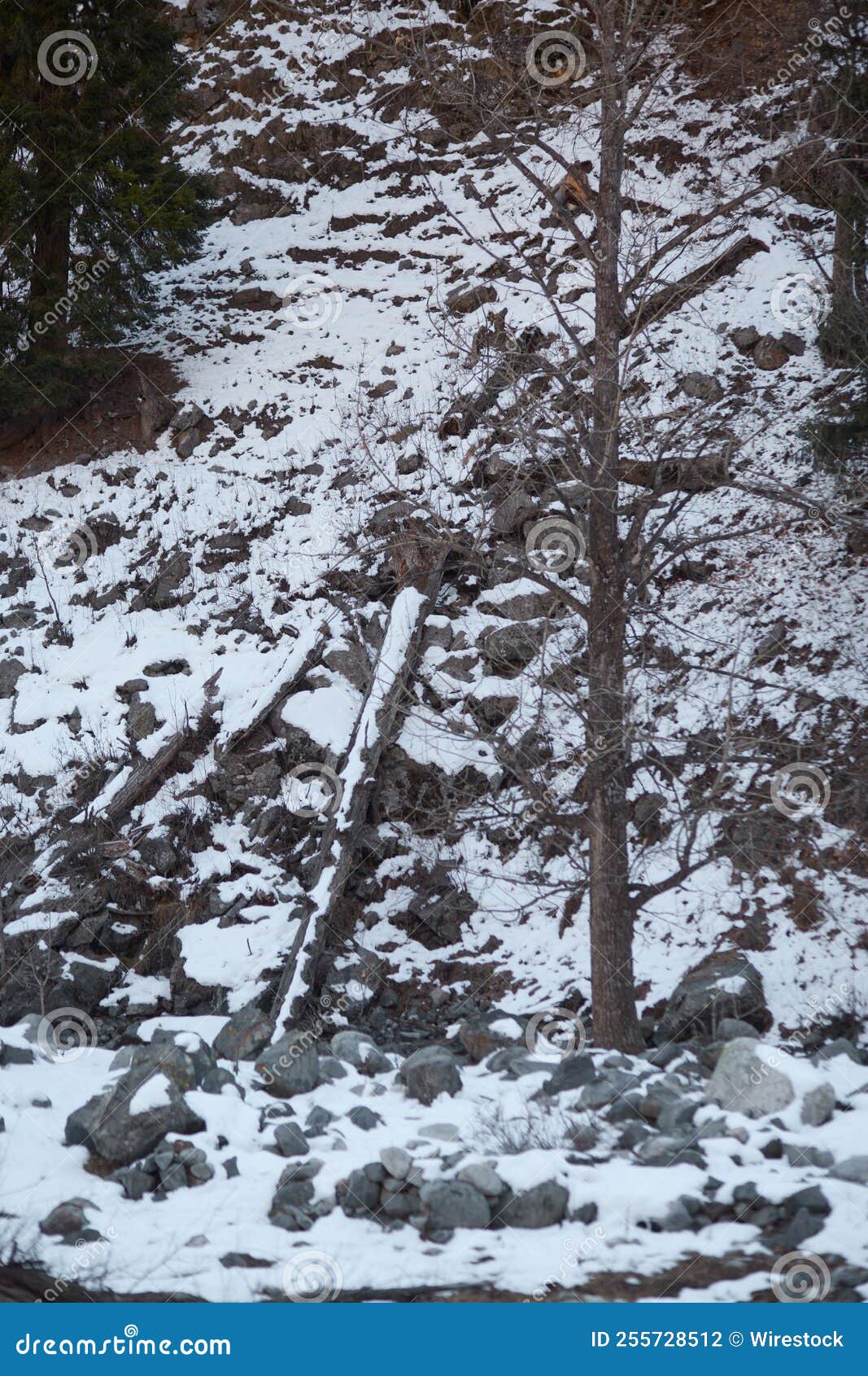 Vertical Shot of a Snowy Forest with Bare Trees in Swat, Pakistan Stock ...
